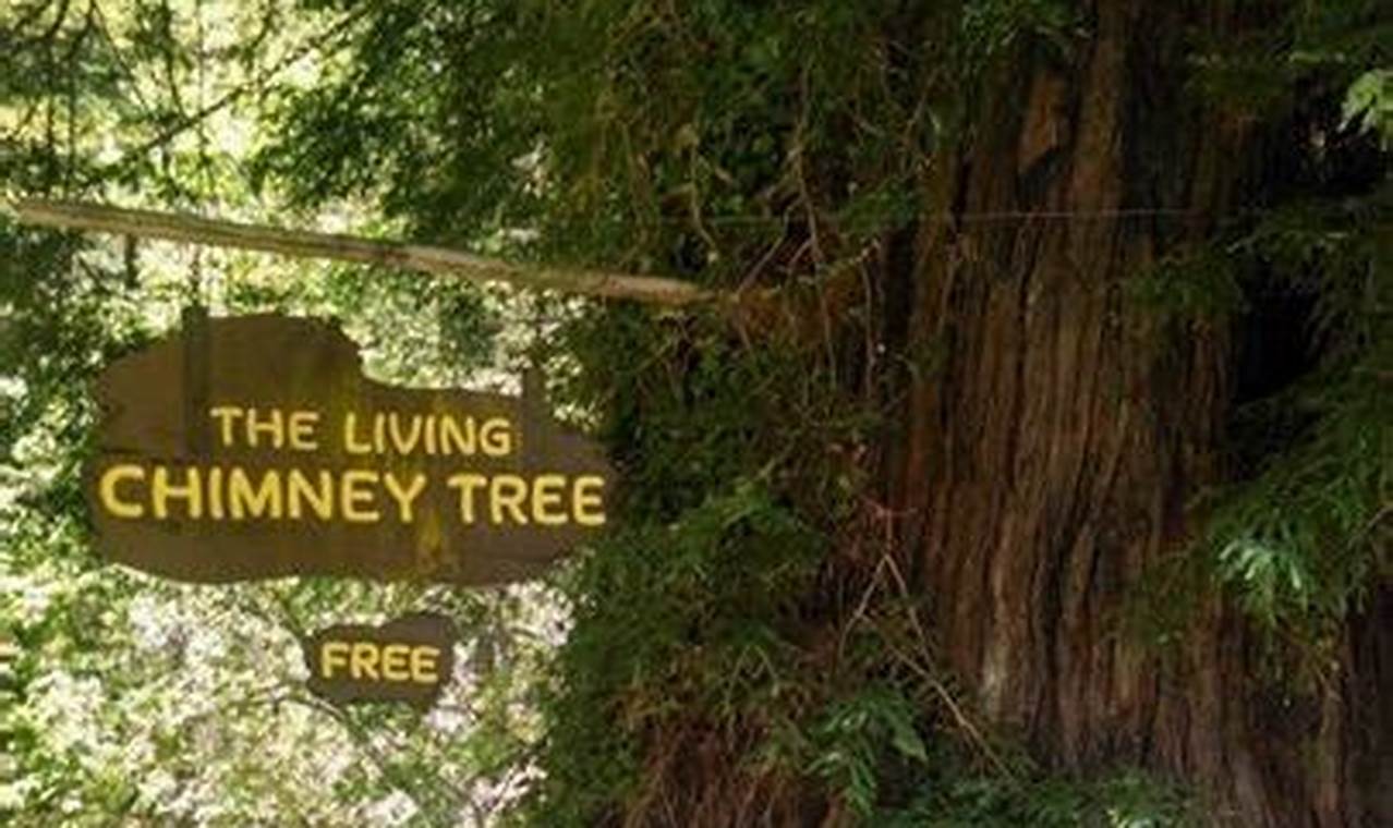 Discover the Living Chimney Tree: Nature's Unique Habitat